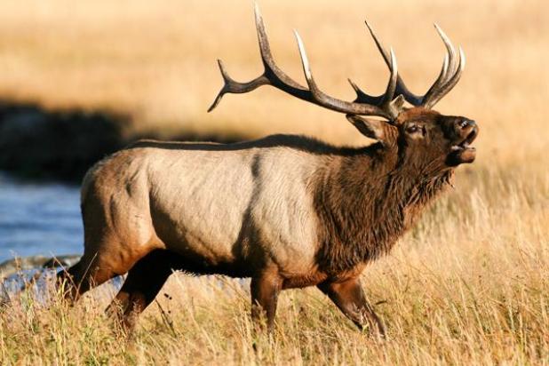 Special elk season gets mixed reaction in Nebraska | Holyoke Enterprise